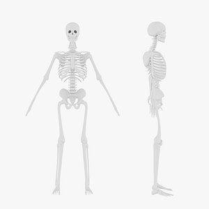 Download 3D Human Skeleton Blender Models - TurboSquid