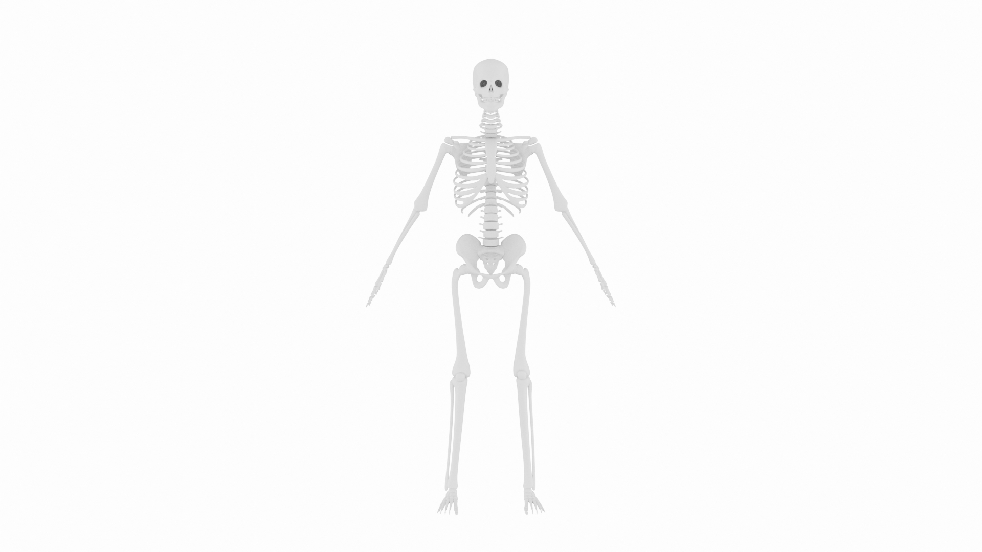 Human Skeleton 3D Model - Realistic Human Intestines Anatomy Model ...