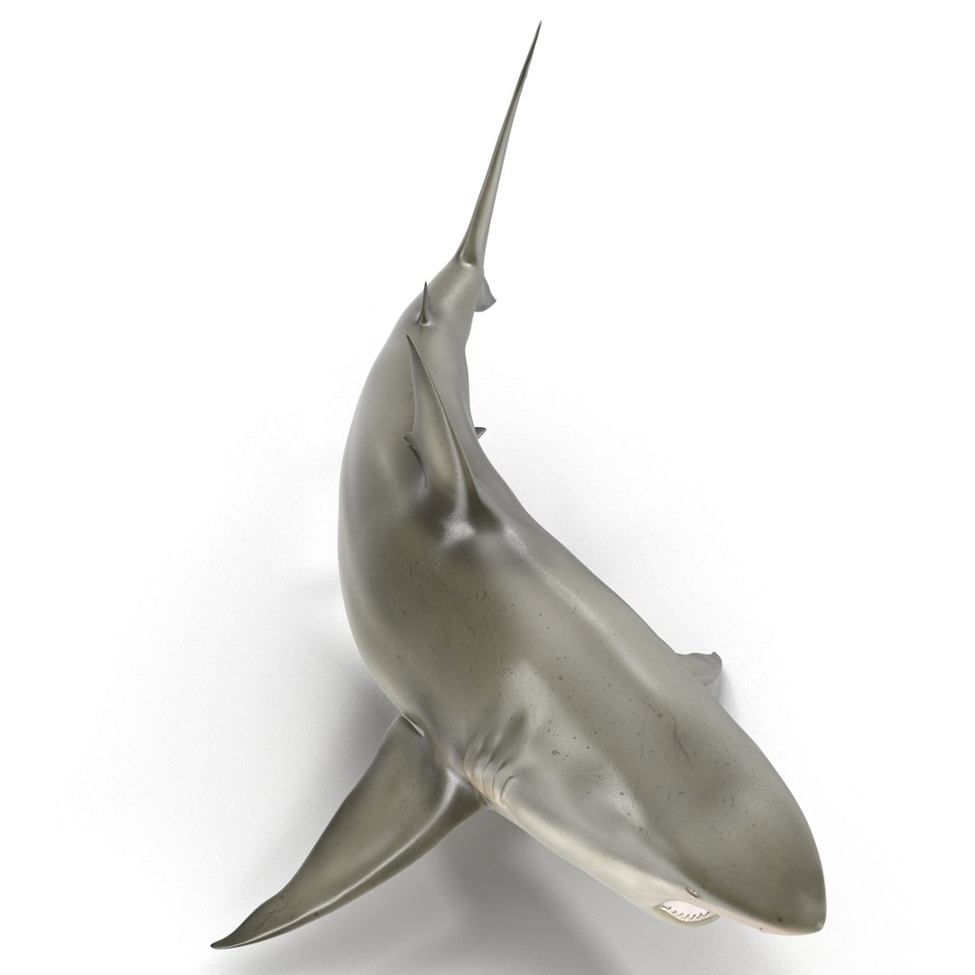 Pigeye Shark Pose 2 3d C4d