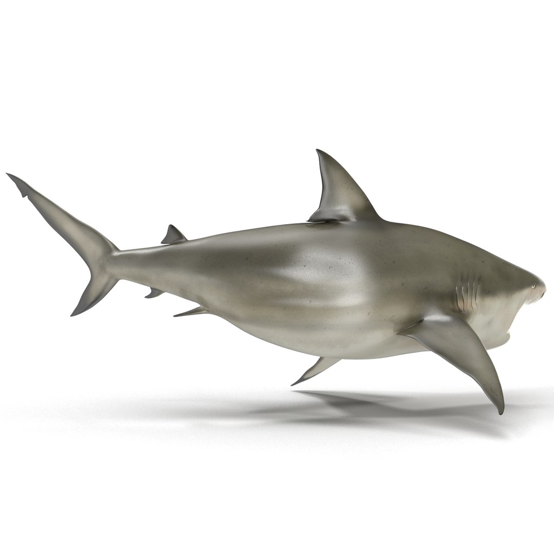 Pigeye Shark Pose 2 3d C4d