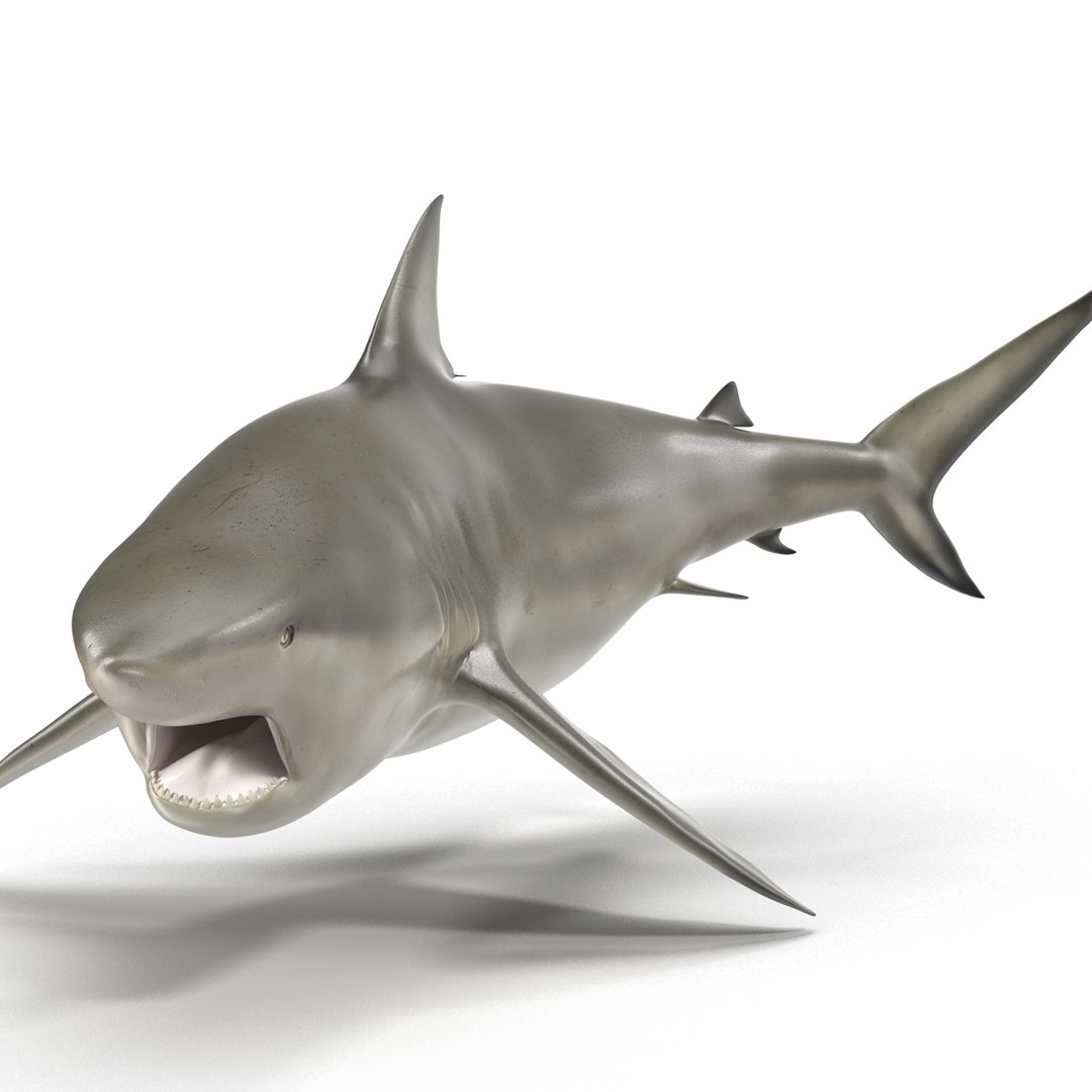 Pigeye Shark Pose 2 3d C4d