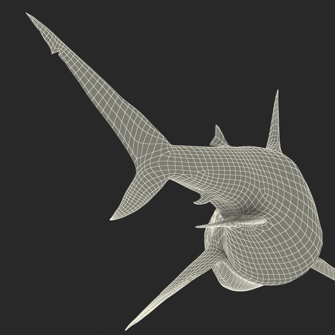 pigeye shark pose 2 3d c4d