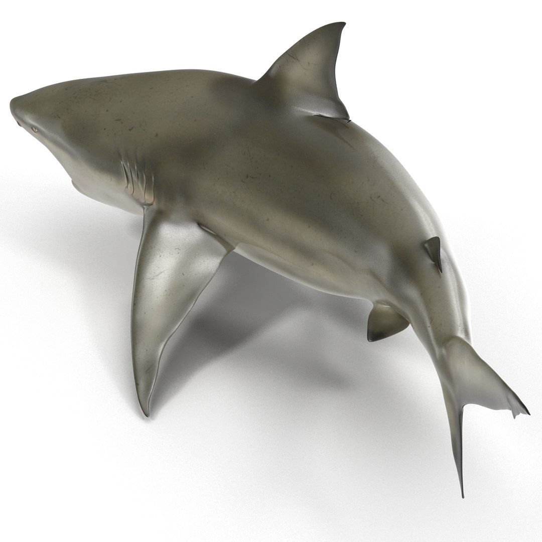 Pigeye Shark Pose 2 3d C4d