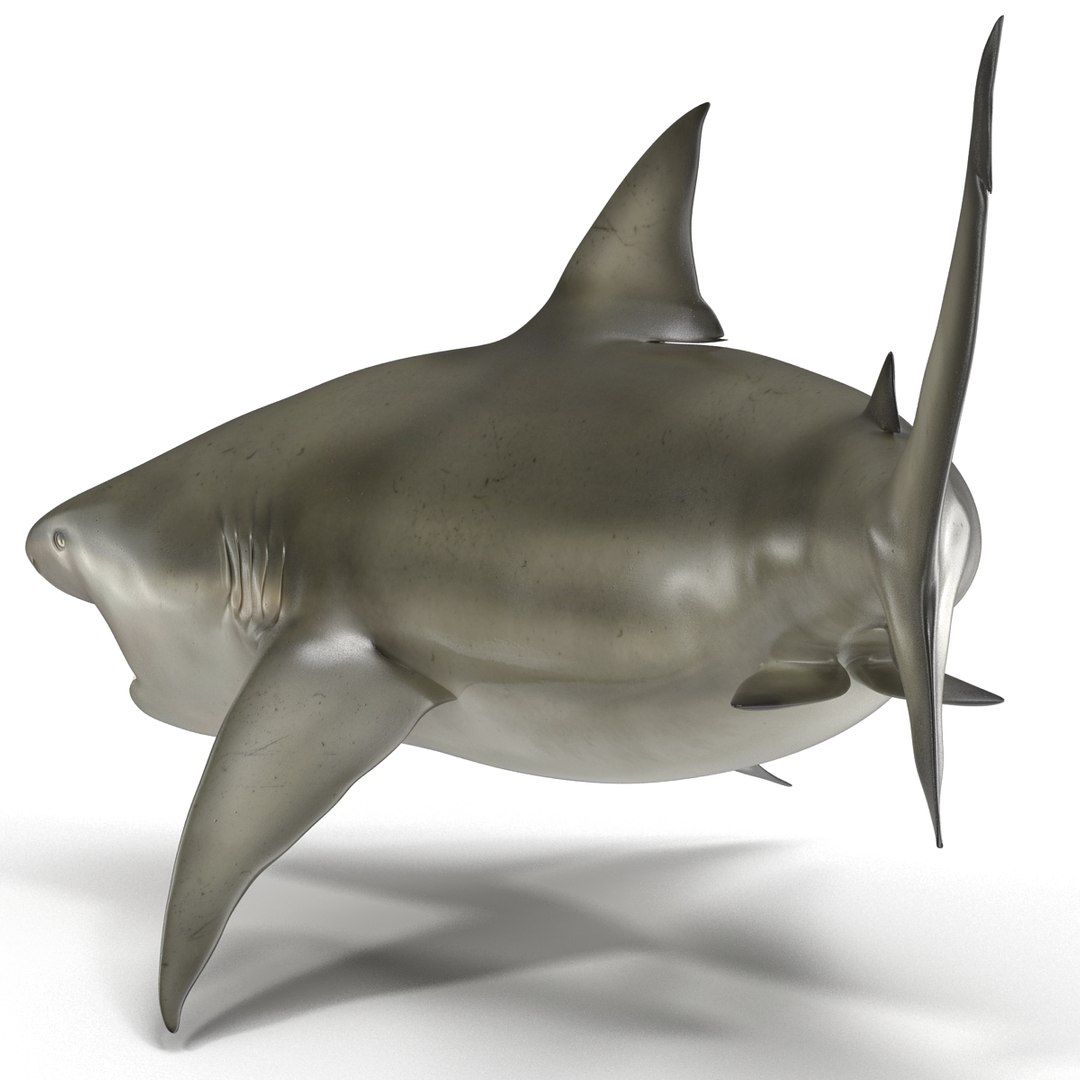 Pigeye Shark Pose 2 3d C4d