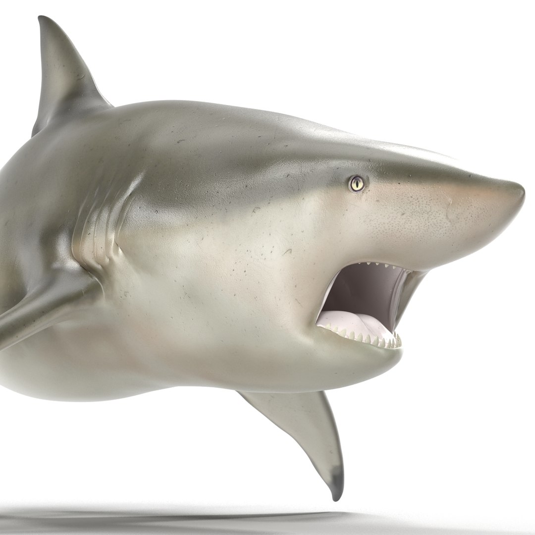 Pigeye Shark Pose 2 3d C4d