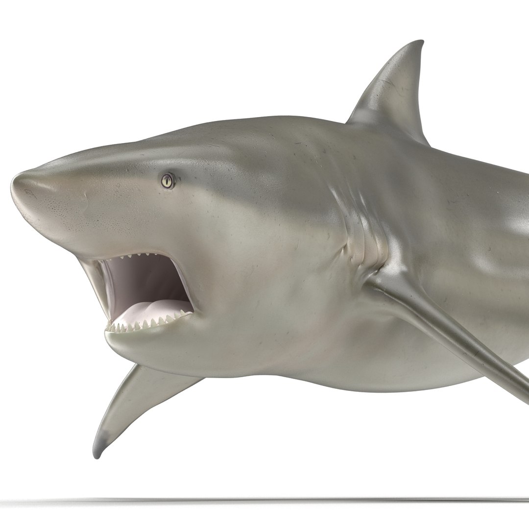 Pigeye Shark Pose 2 3d C4d