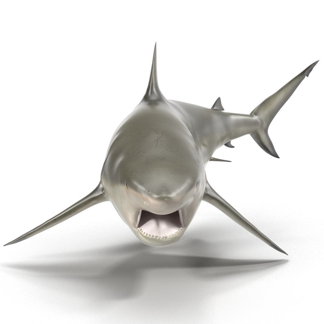 Pigeye Shark Pose 2 3d C4d