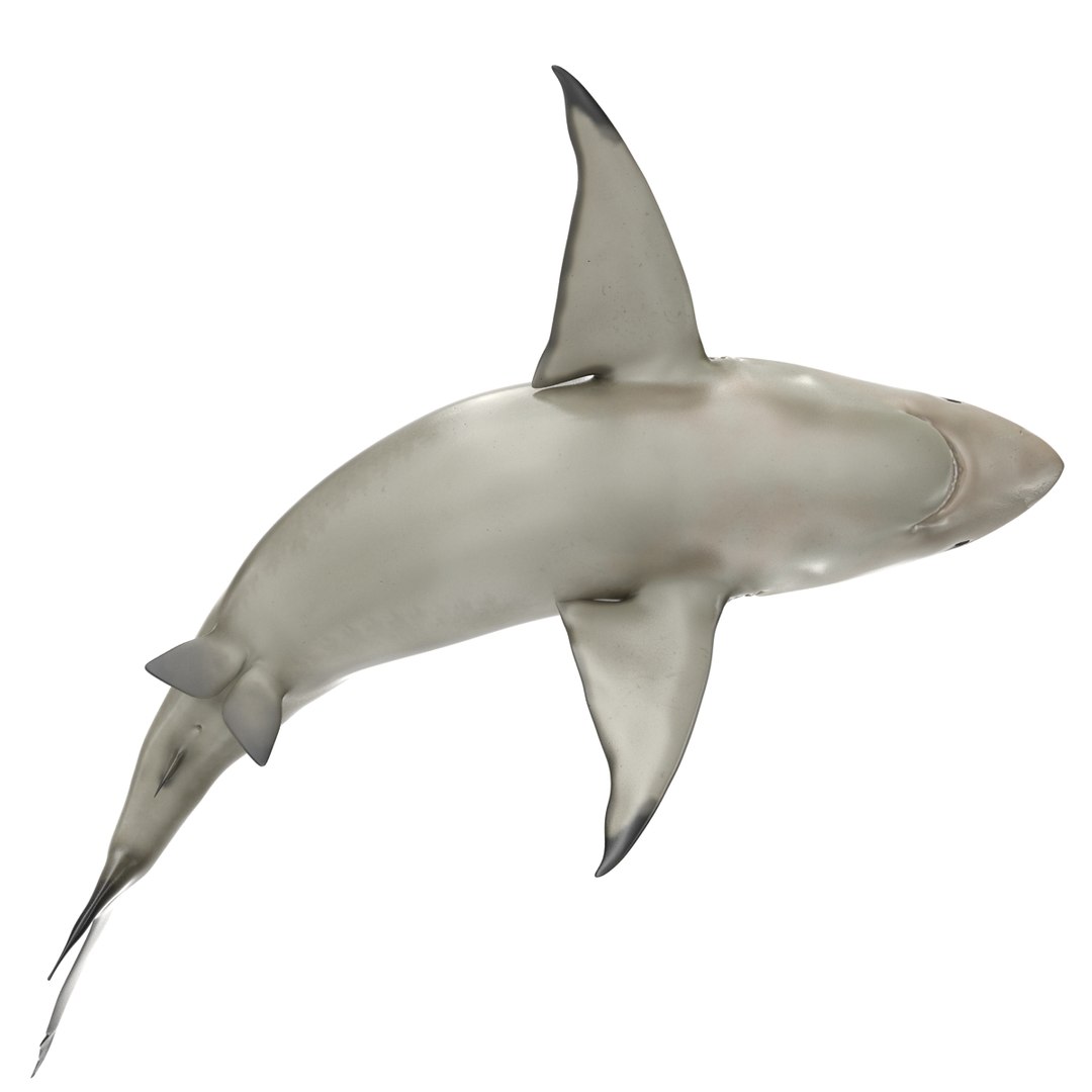 pigeye shark pose 2 3d c4d