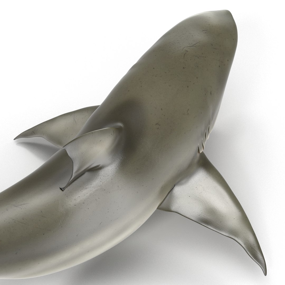 Pigeye Shark Pose 2 3d C4d