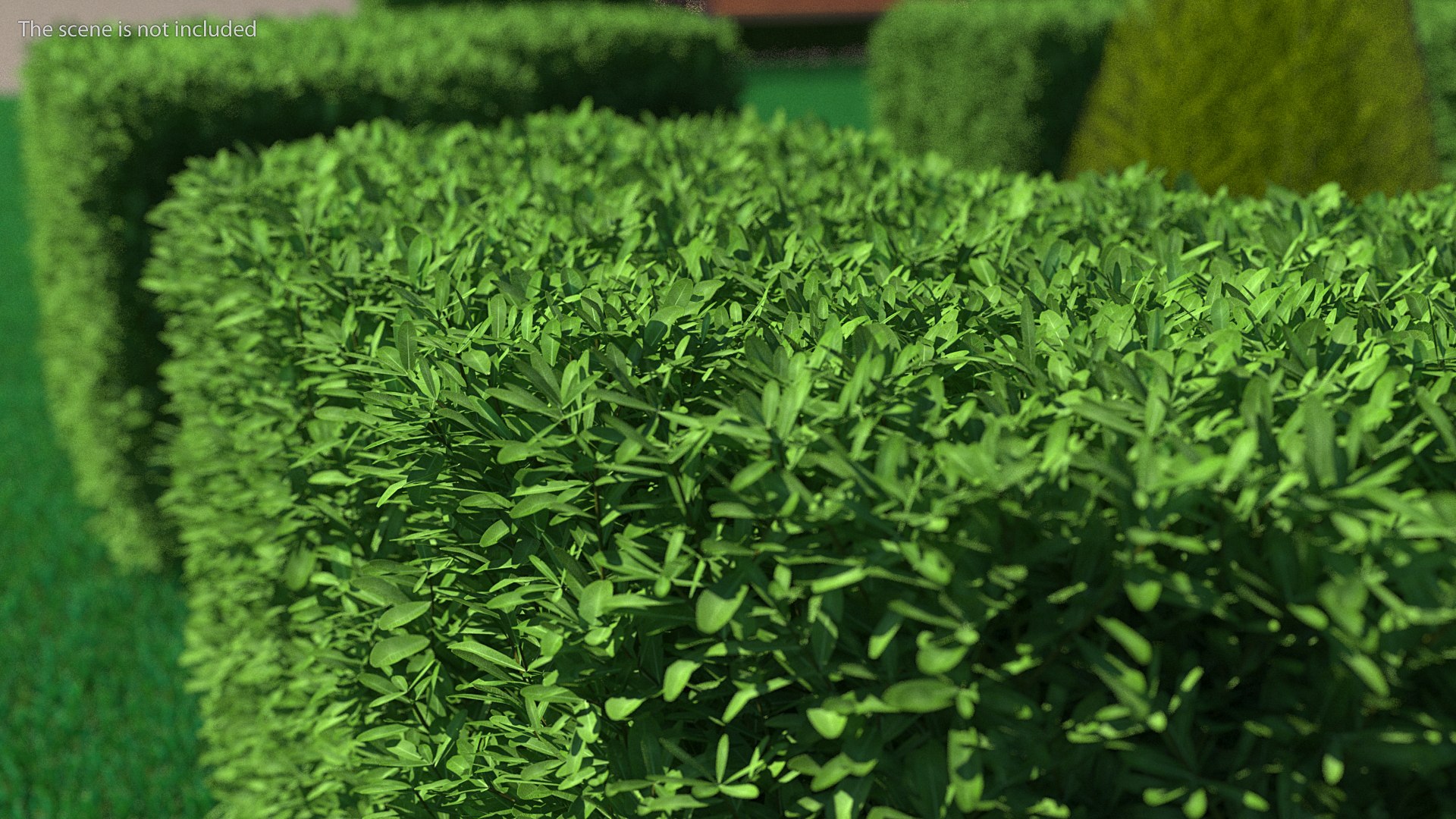 Boxwood Corner Bush Model - TurboSquid 1574953