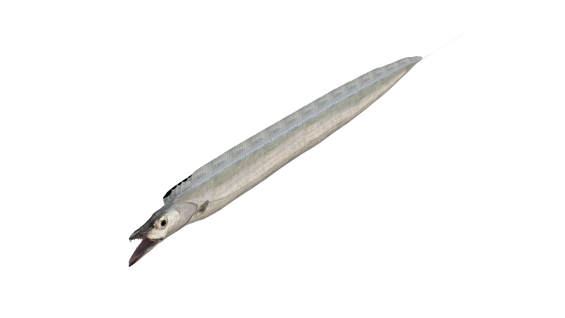 Nesiarchus Nasutus Fish 3D Model 3D Model - TurboSquid 2311798