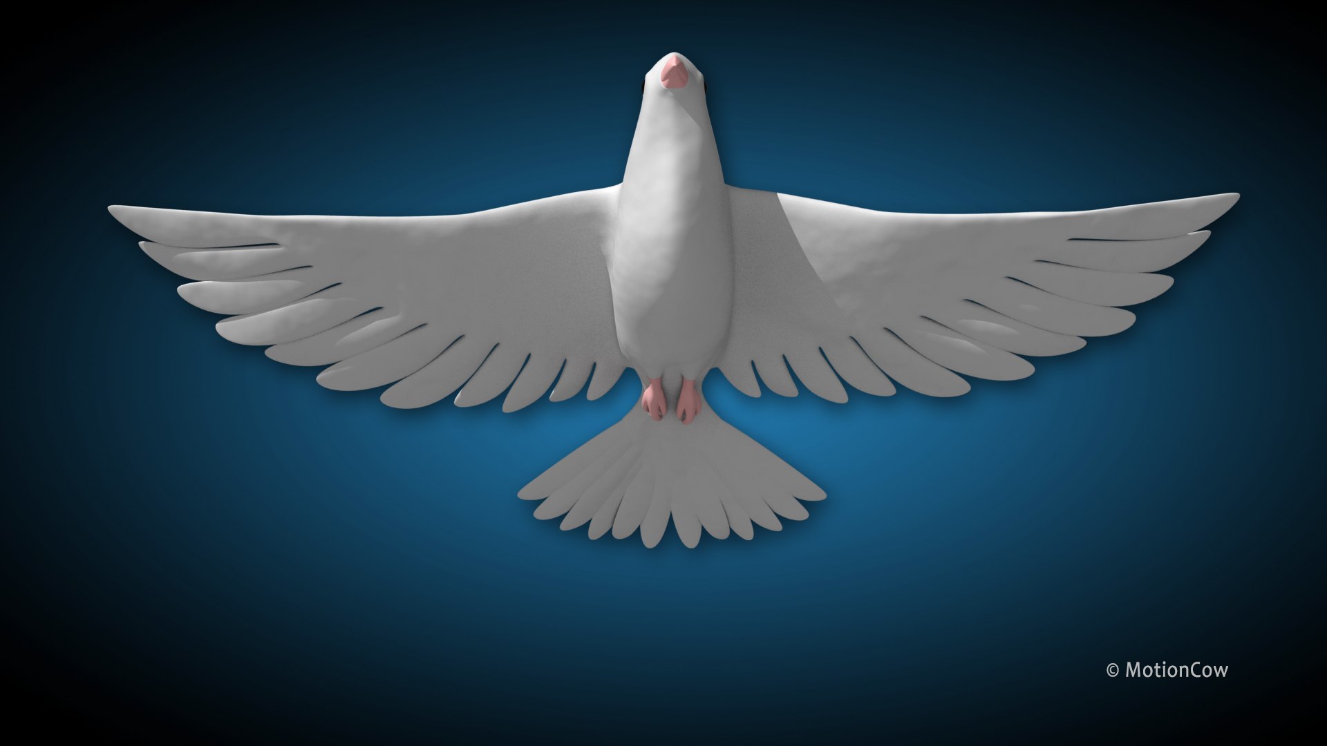 White Dove Bird 3d Model