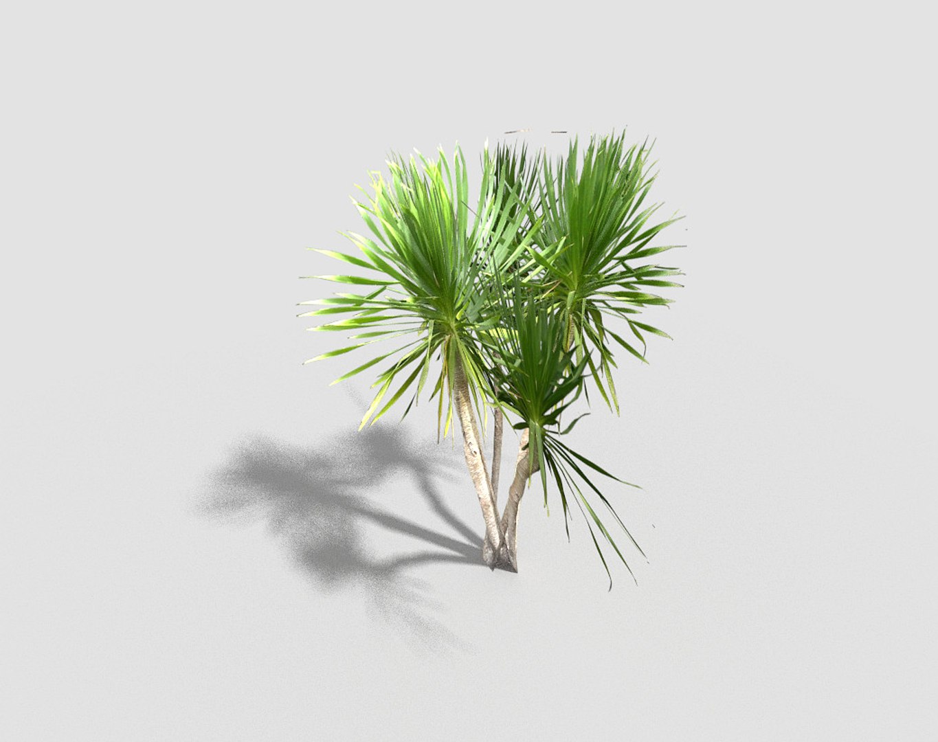 3d Tropical Tree