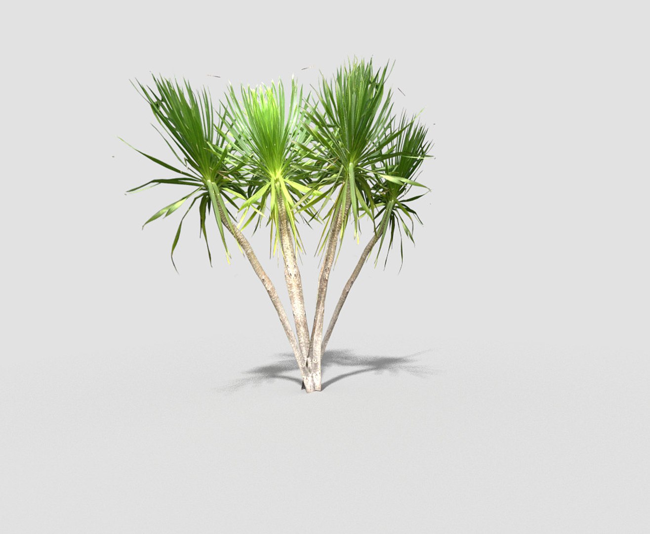 3d Tropical Tree