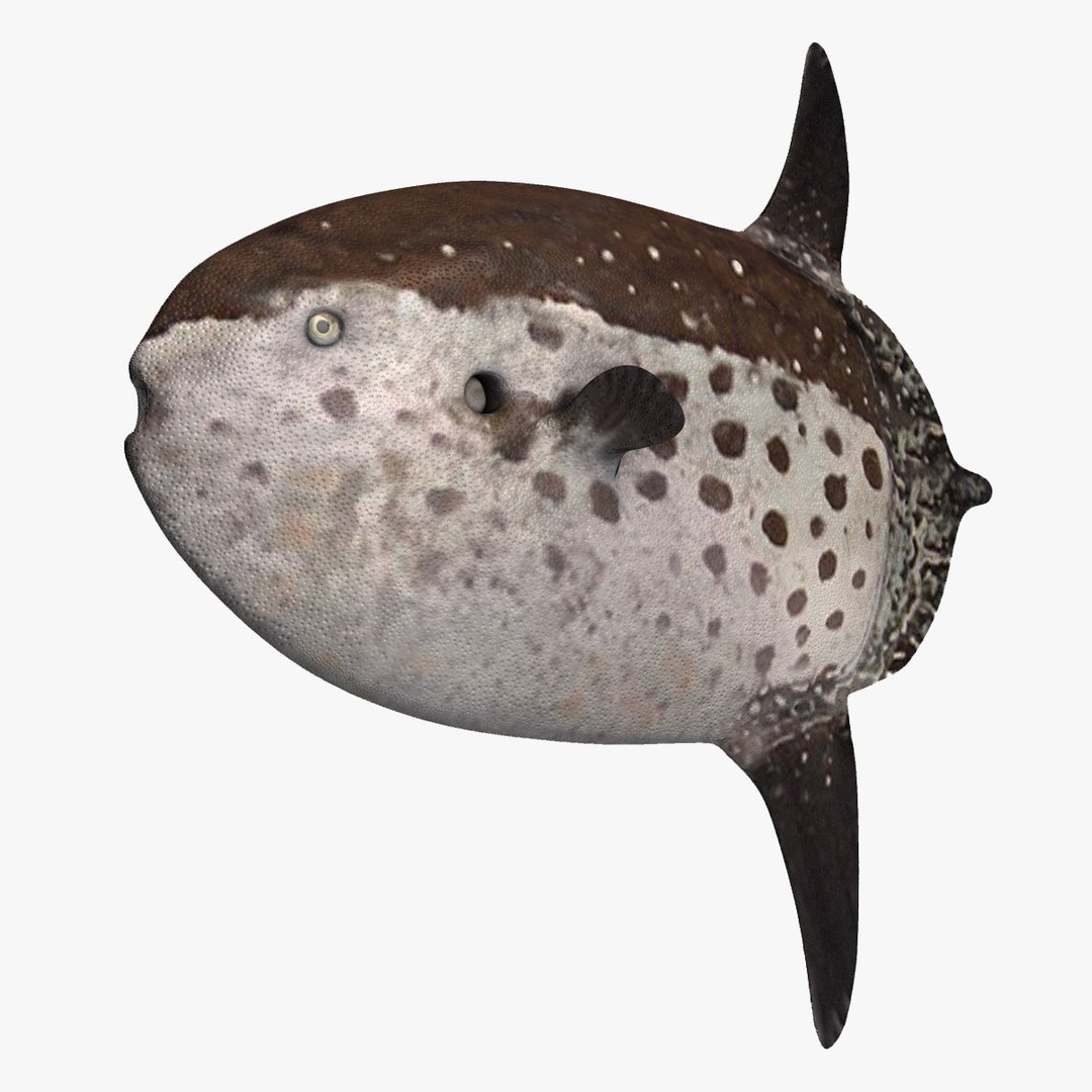 Sunfishes Molidae Completely Model - TurboSquid 1207492