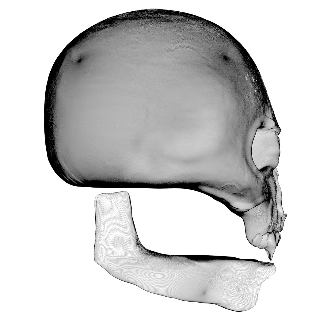 3D Vampire Skull Model - TurboSquid 1556667