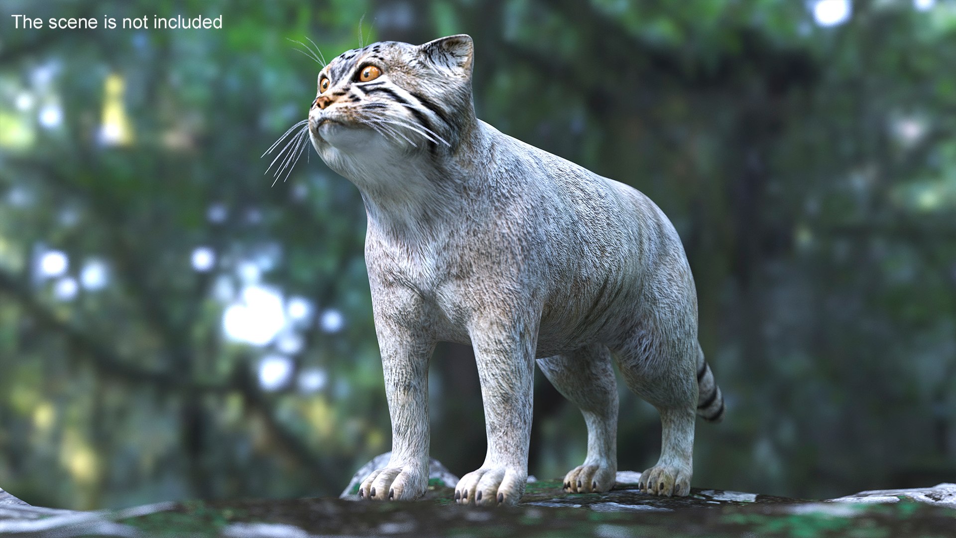 Pallas Cat Model - TurboSquid 2197611