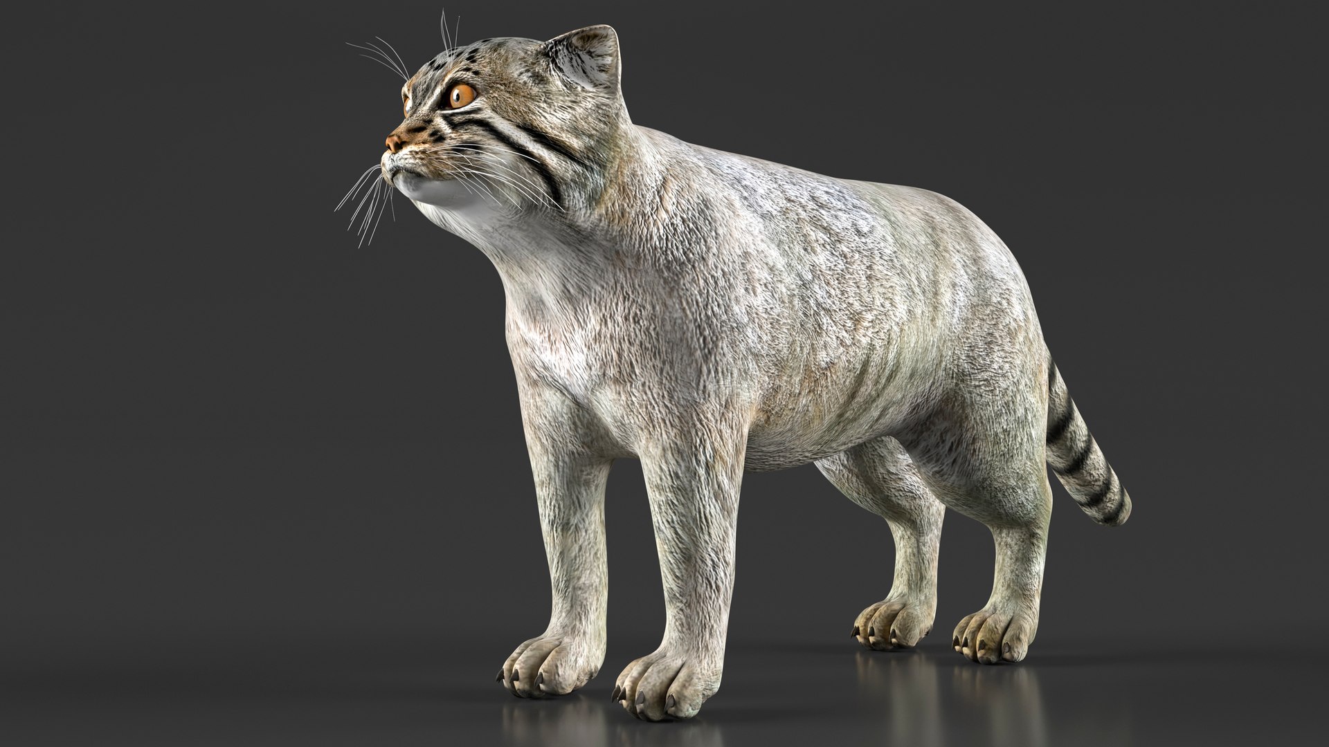 Pallas Cat Model - TurboSquid 2197611
