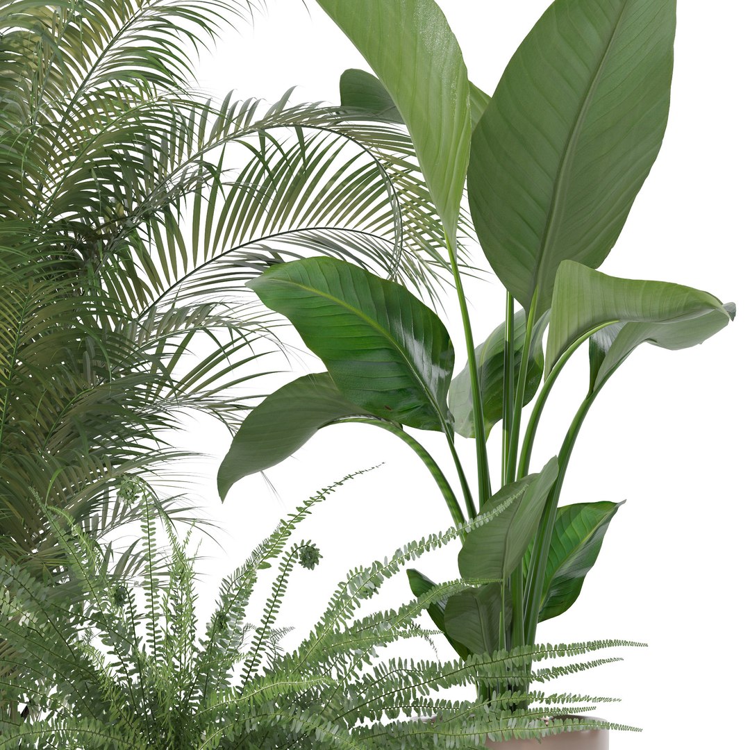 3D Plants Collection 137 - TurboSquid 1968362