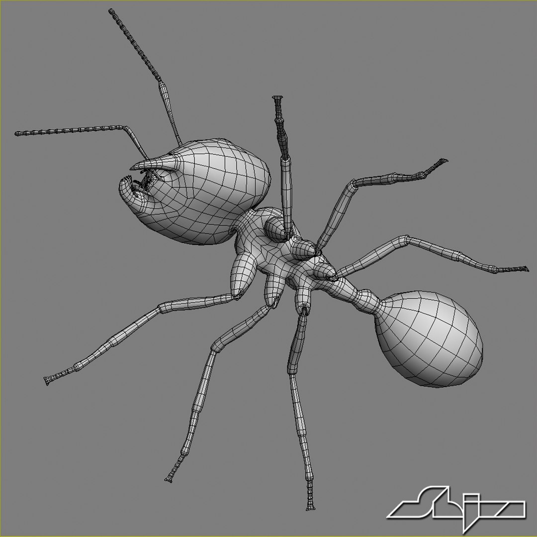 3d model of ant 1