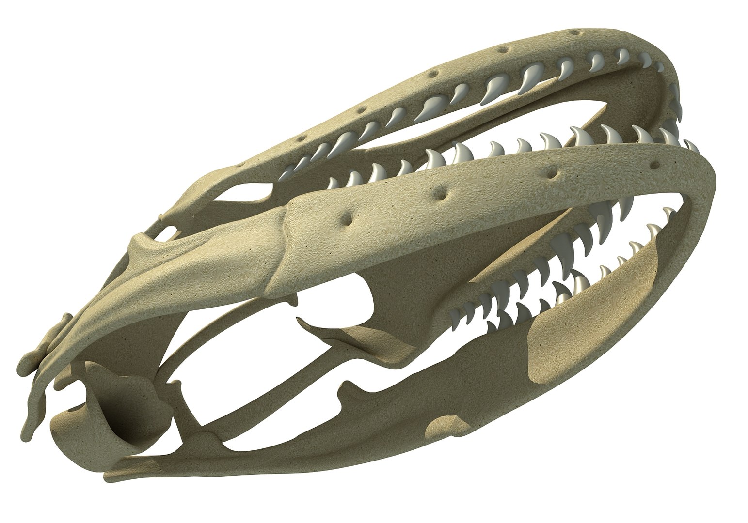 3D Komodo Dragon Skull Skeleton Model - TurboSquid 1340751