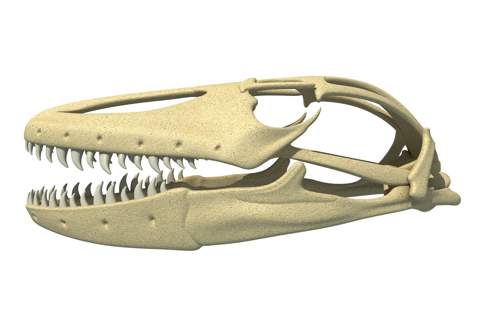 3D Komodo Dragon Skull Skeleton Model - TurboSquid 1340751