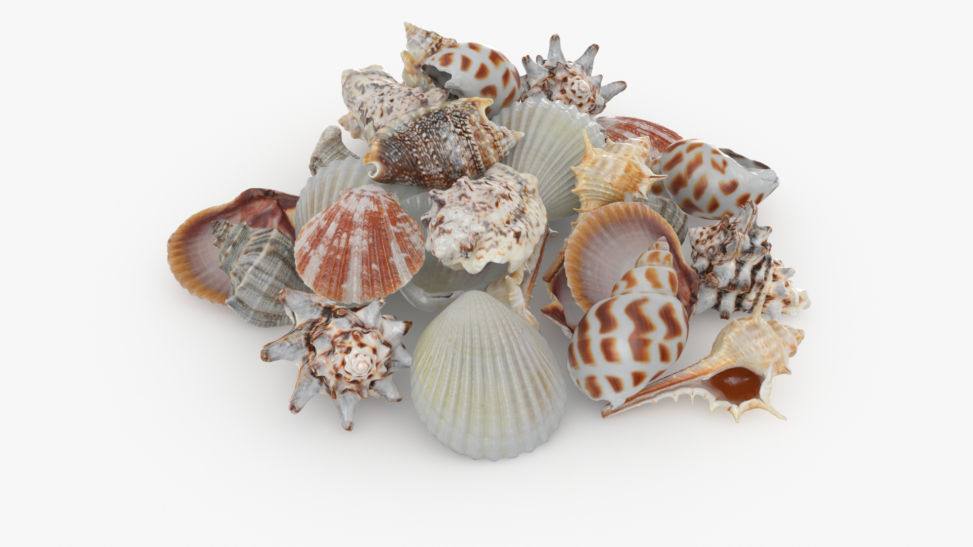 3D Seashell Pile V1 02 - TurboSquid 2258613