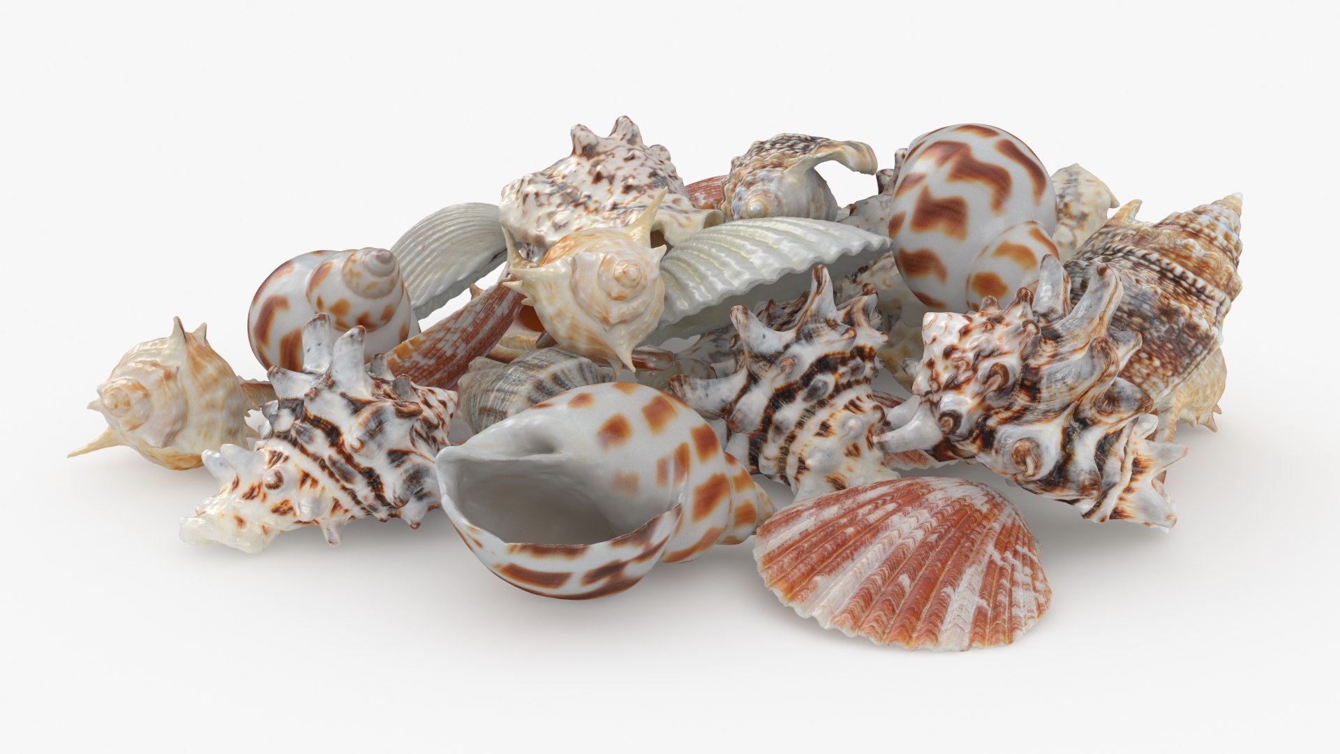 3D Seashell Pile V1 02 - TurboSquid 2258613