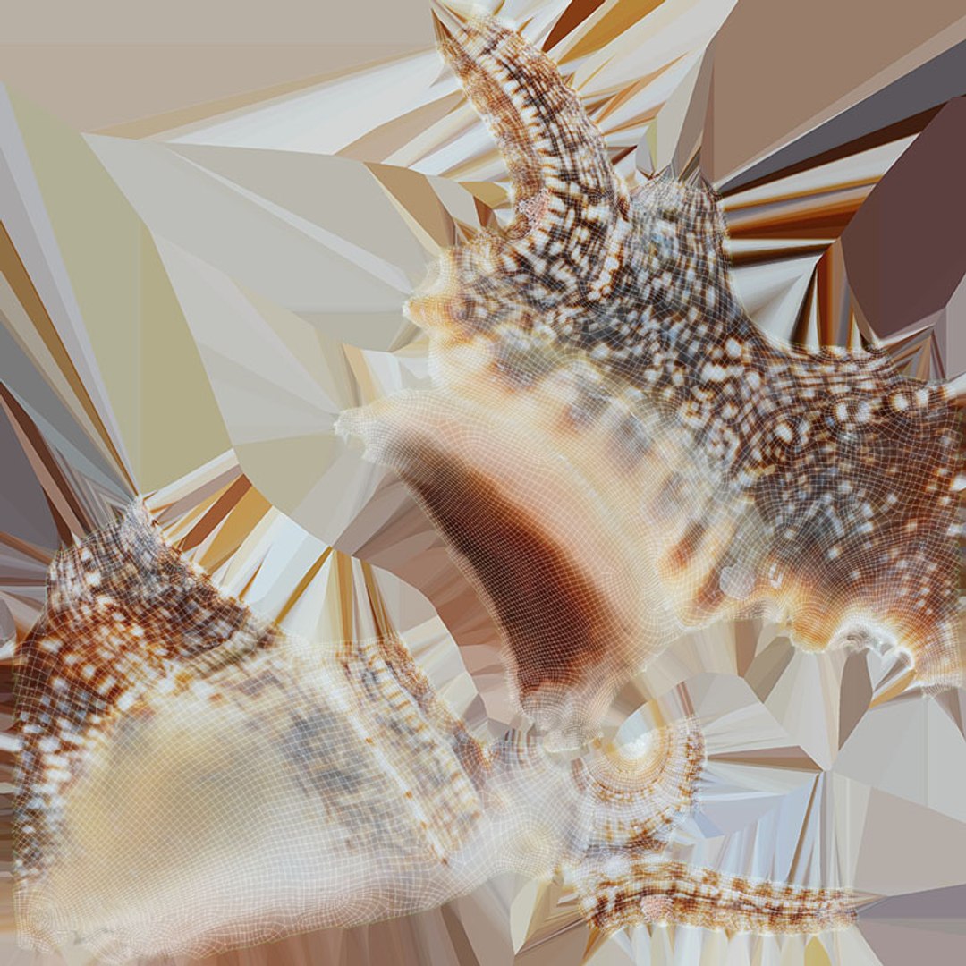 3D Seashell Pile V1 02 - TurboSquid 2258613