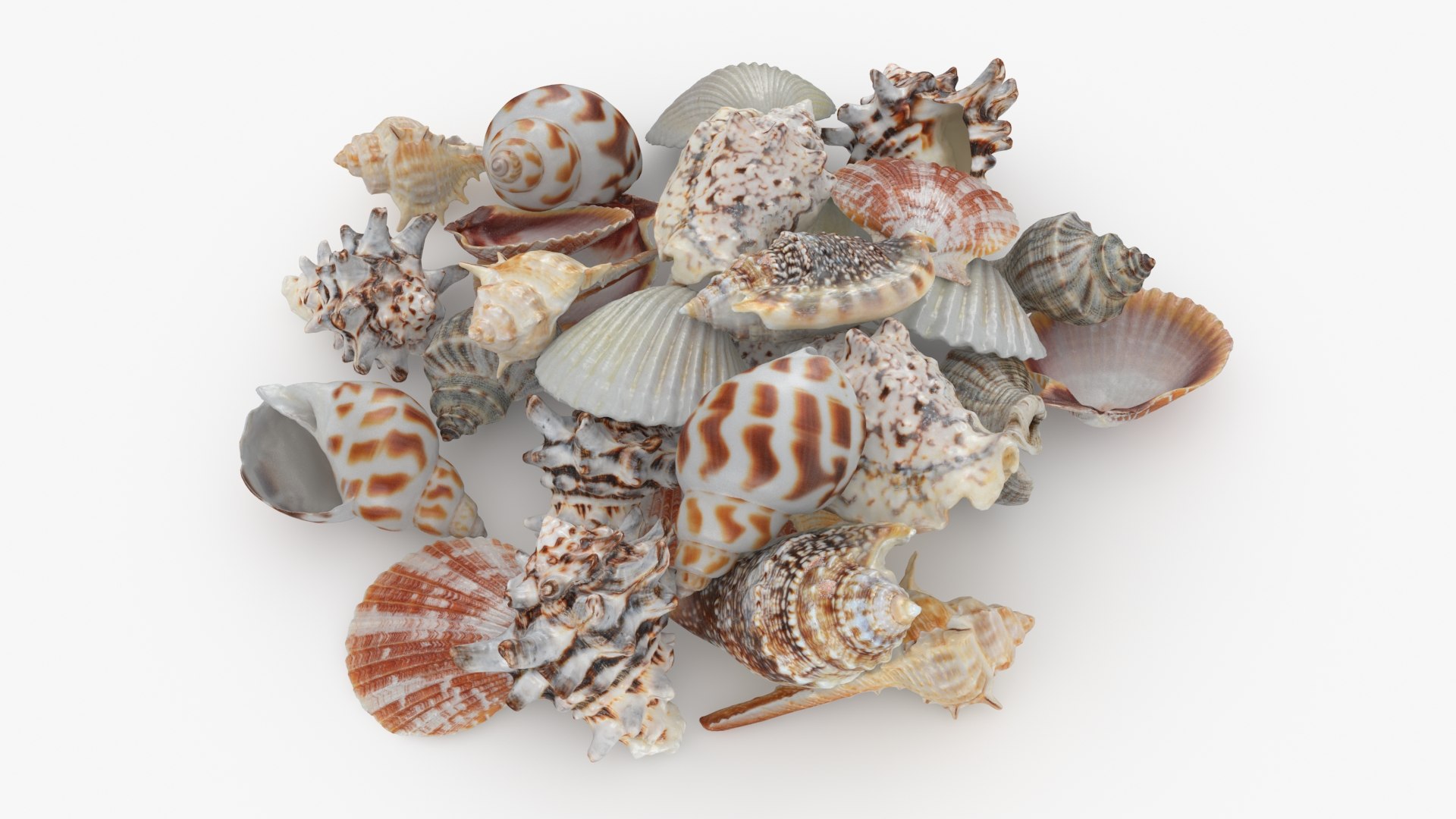 3D Seashell Pile V1 02 - TurboSquid 2258613