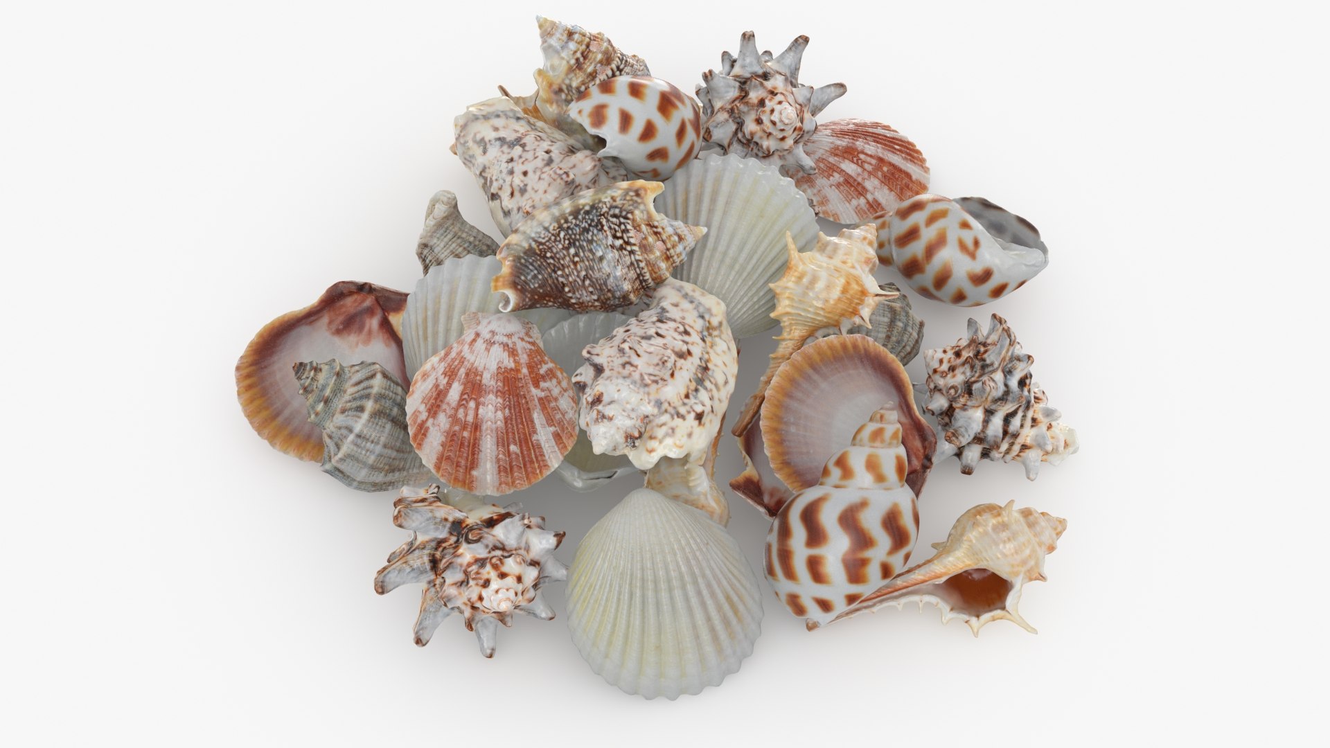 3D Seashell Pile V1 02 - TurboSquid 2258613