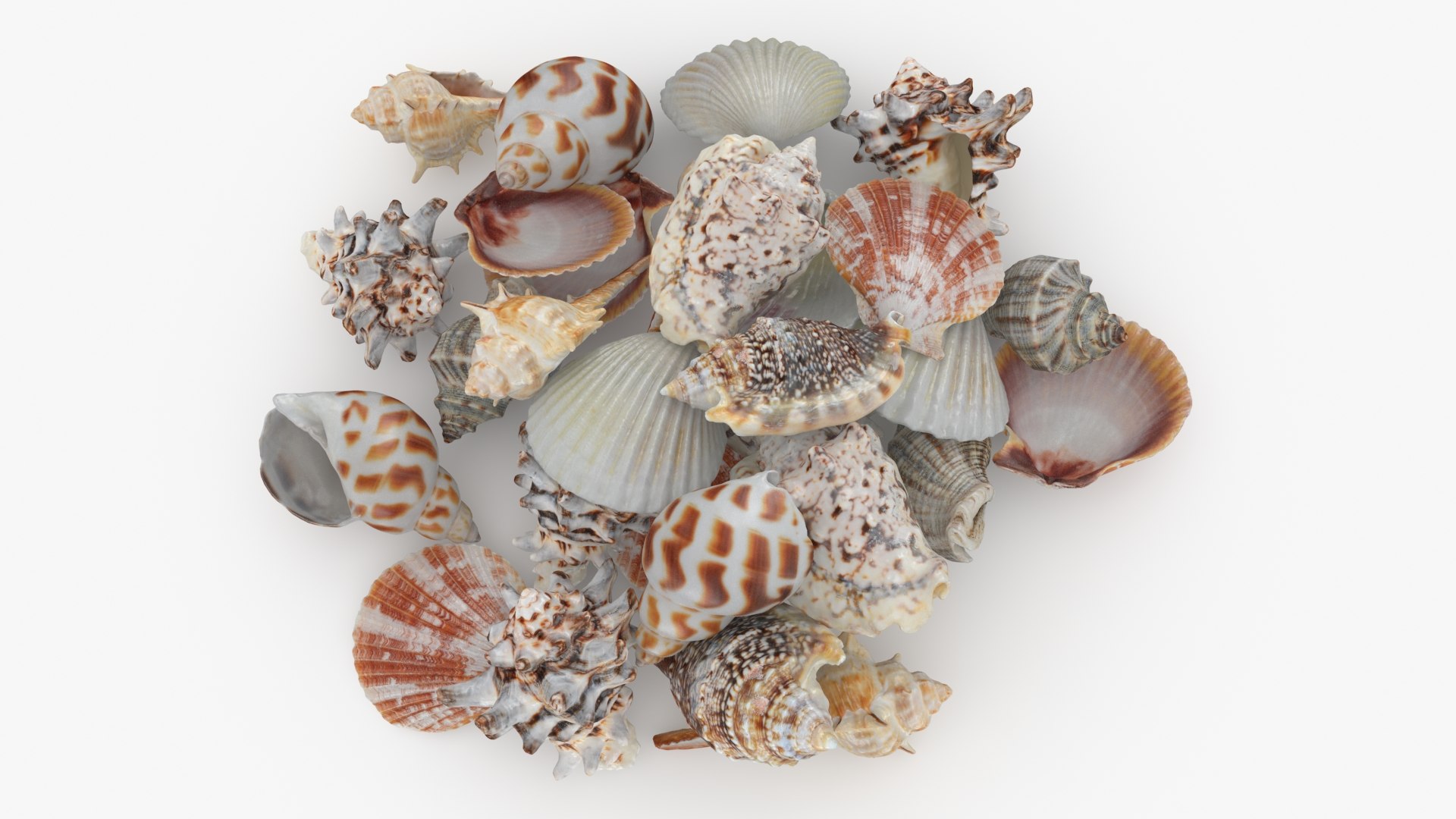 3D Seashell Pile V1 02 - TurboSquid 2258613