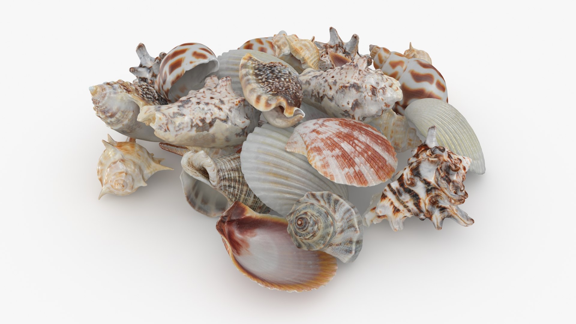 3D Seashell Pile V1 02 - TurboSquid 2258613