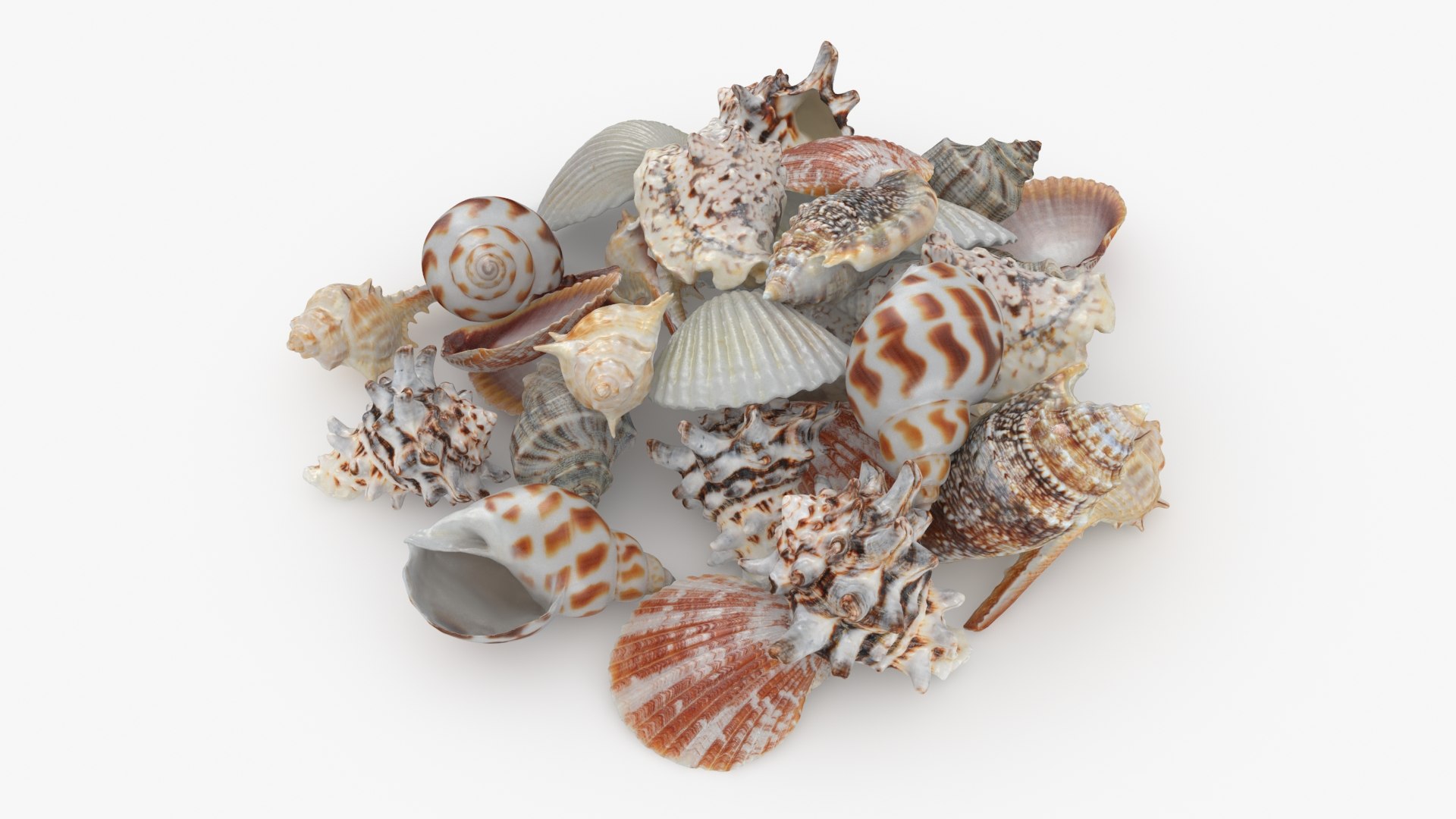 3D Seashell Pile V1 02 - TurboSquid 2258613