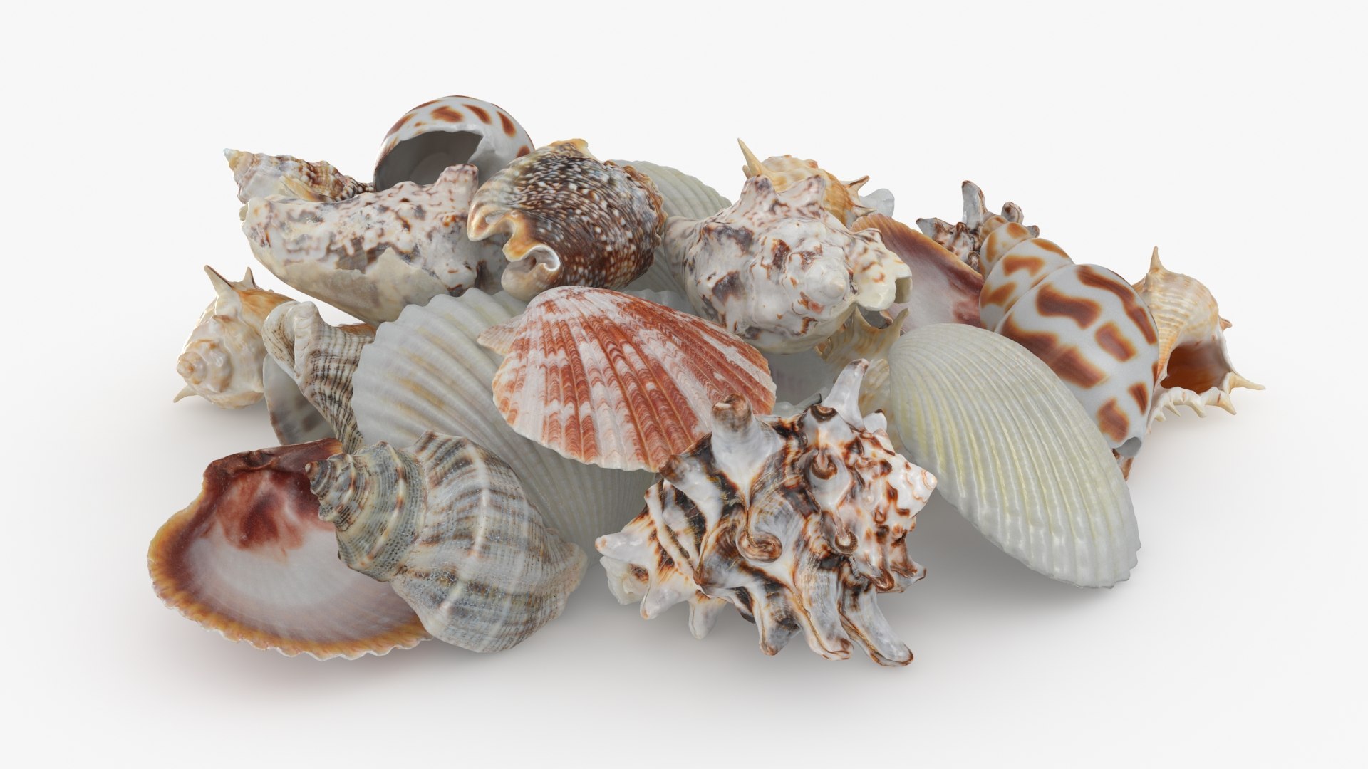 3D Seashell Pile V1 02 - TurboSquid 2258613