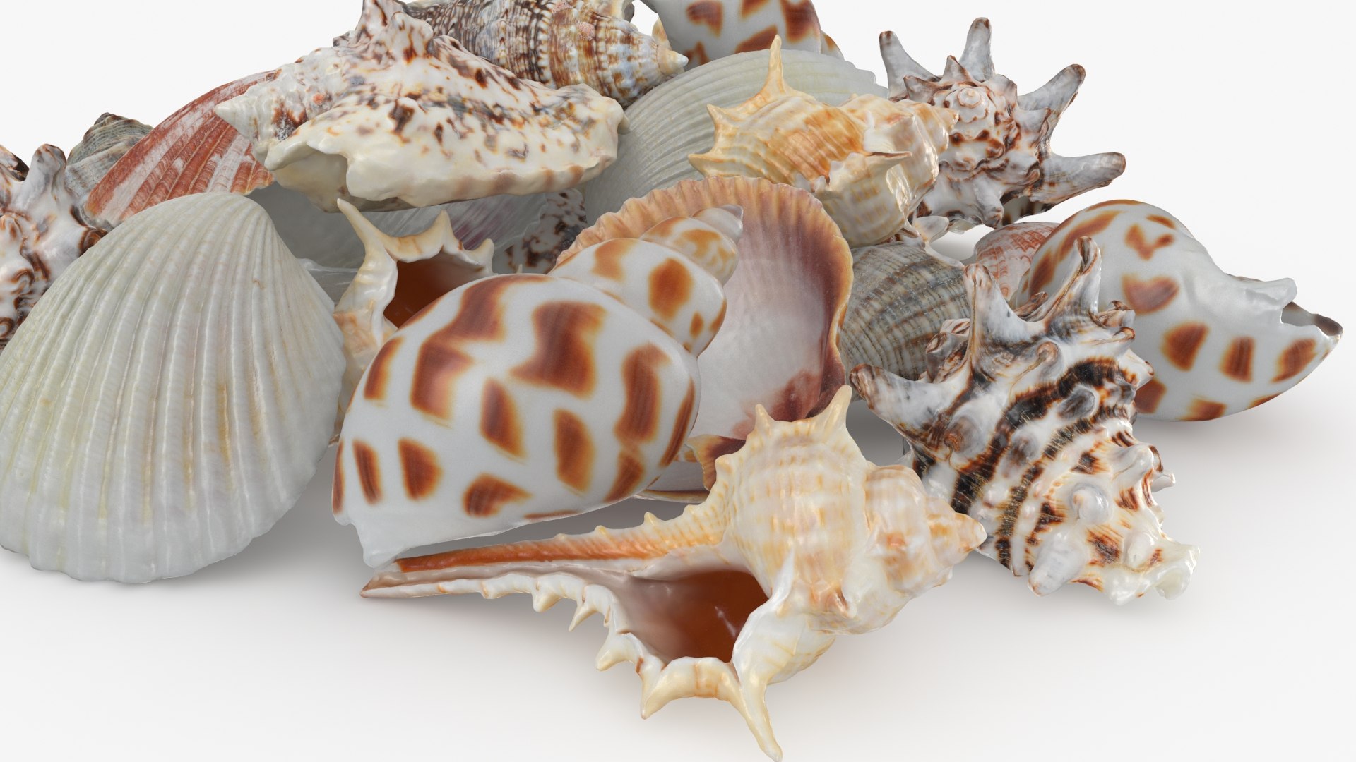 3D Seashell Pile V1 02 - TurboSquid 2258613