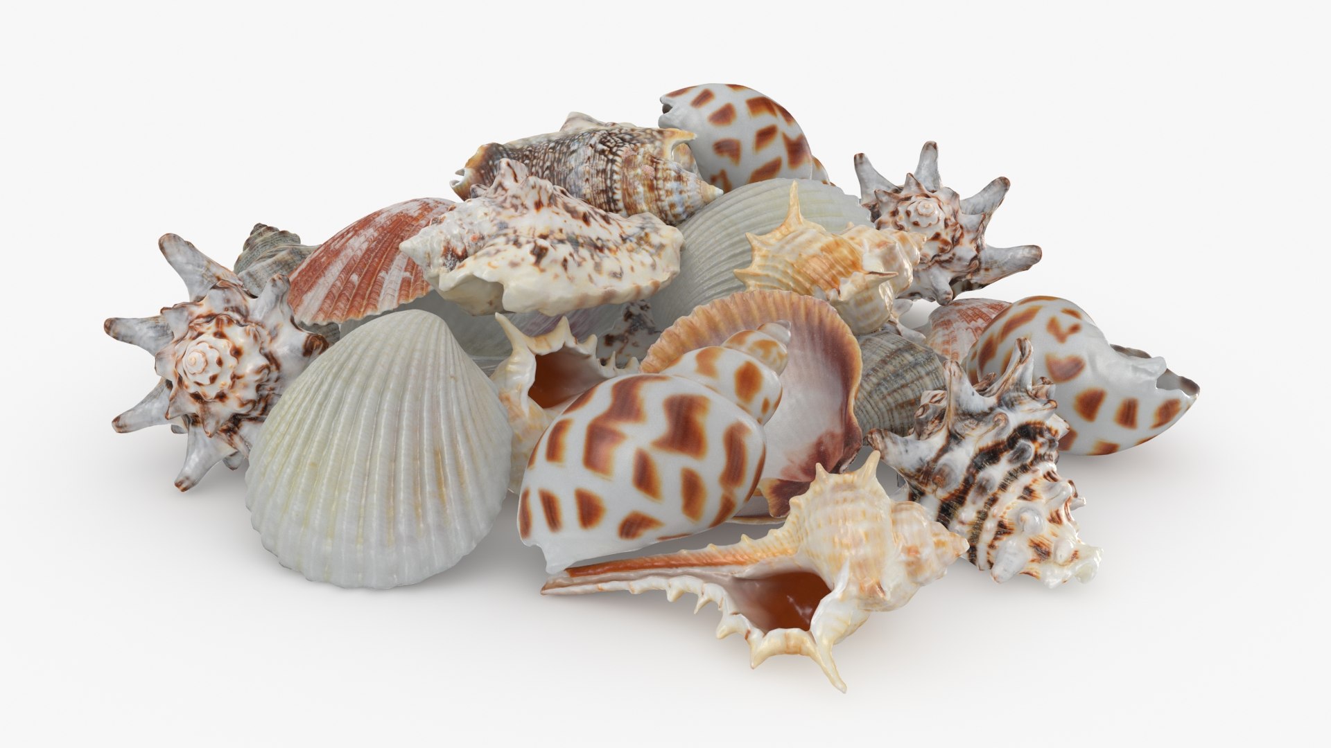 3D Seashell Pile V1 02 - TurboSquid 2258613