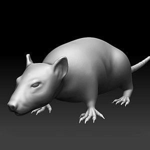 3D Rat Models | TurboSquid