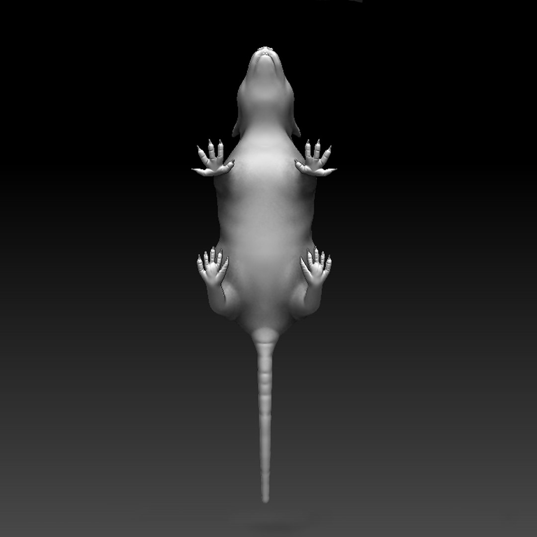 3d High-res Sculpted Rat Model