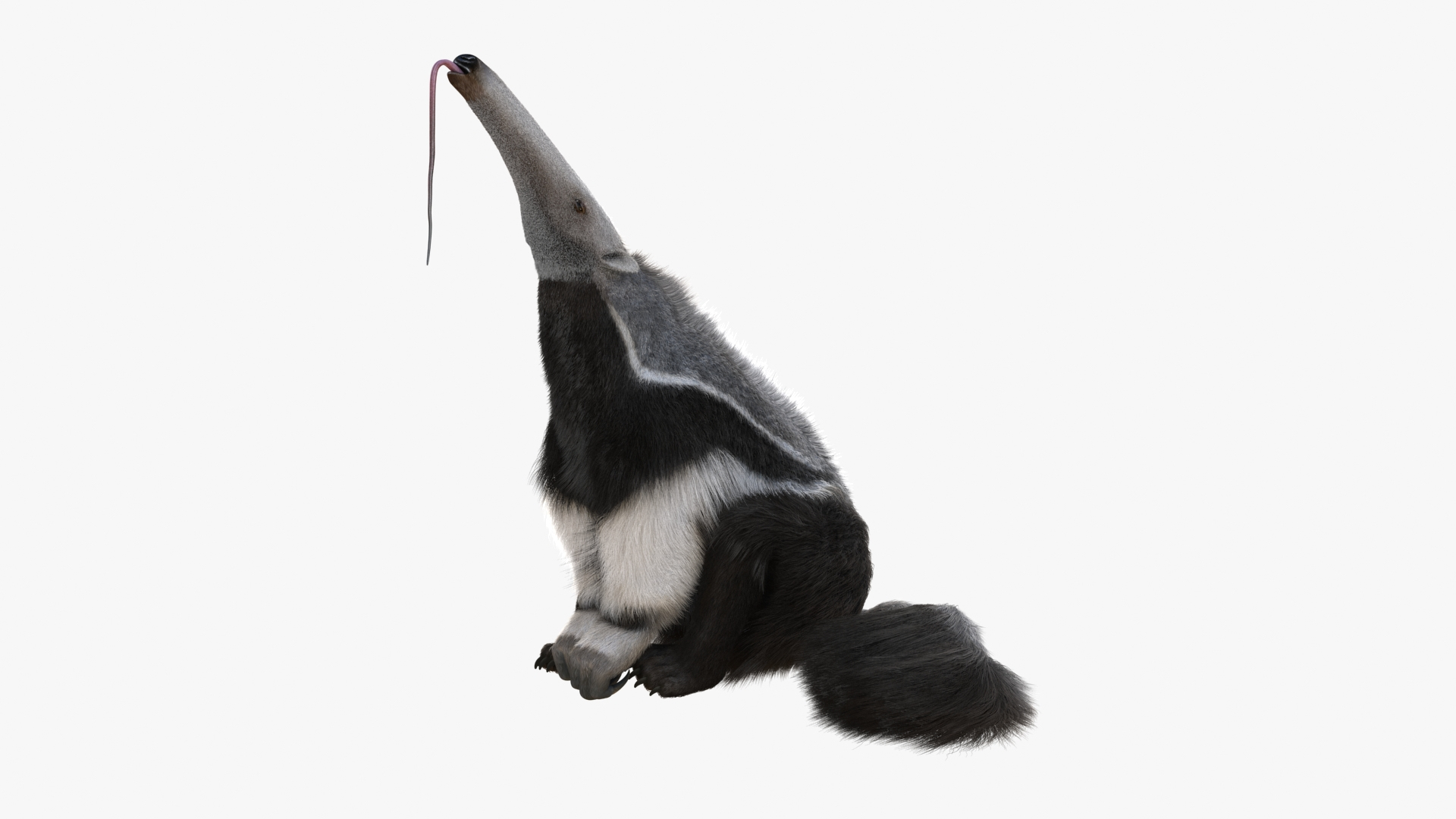 3D Anteater Sitting Pose Fur - TurboSquid 1839224