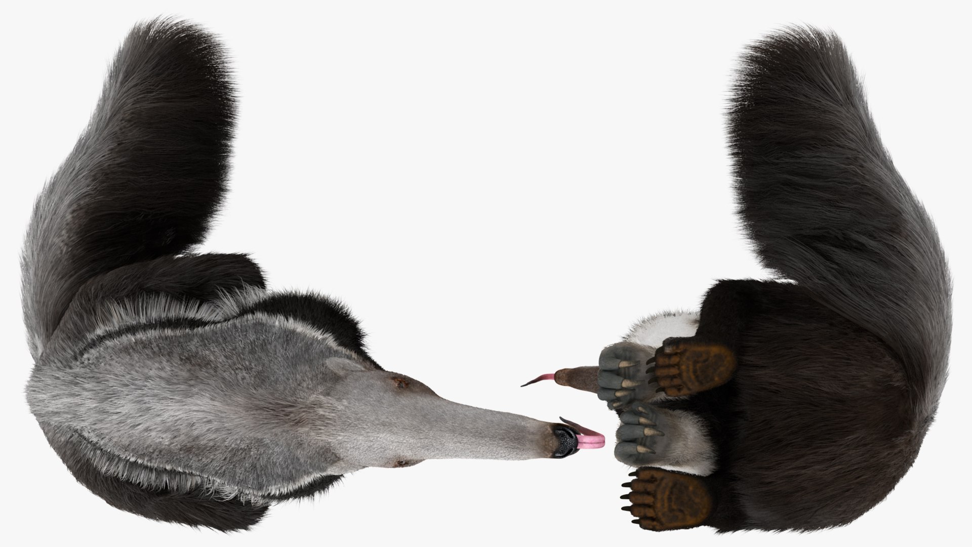 3D Anteater Sitting Pose Fur - TurboSquid 1839224