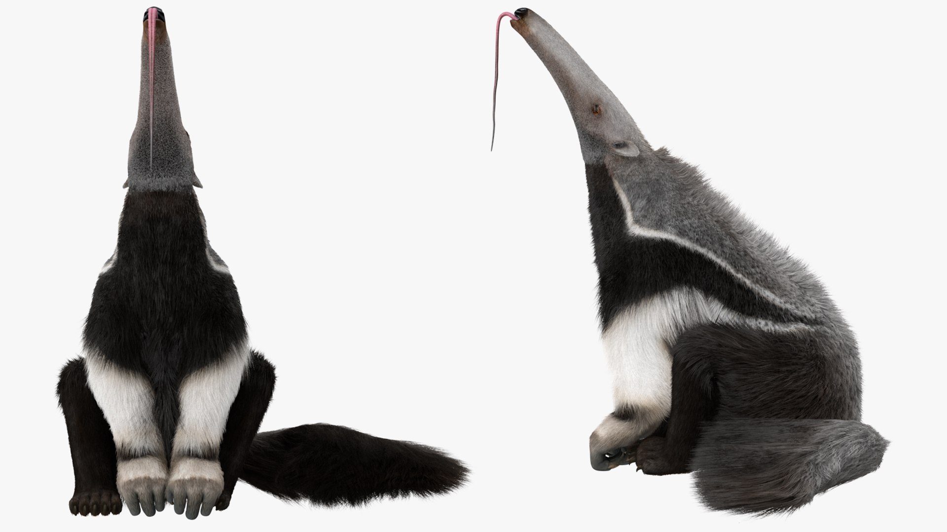 3D Anteater Sitting Pose Fur - TurboSquid 1839224