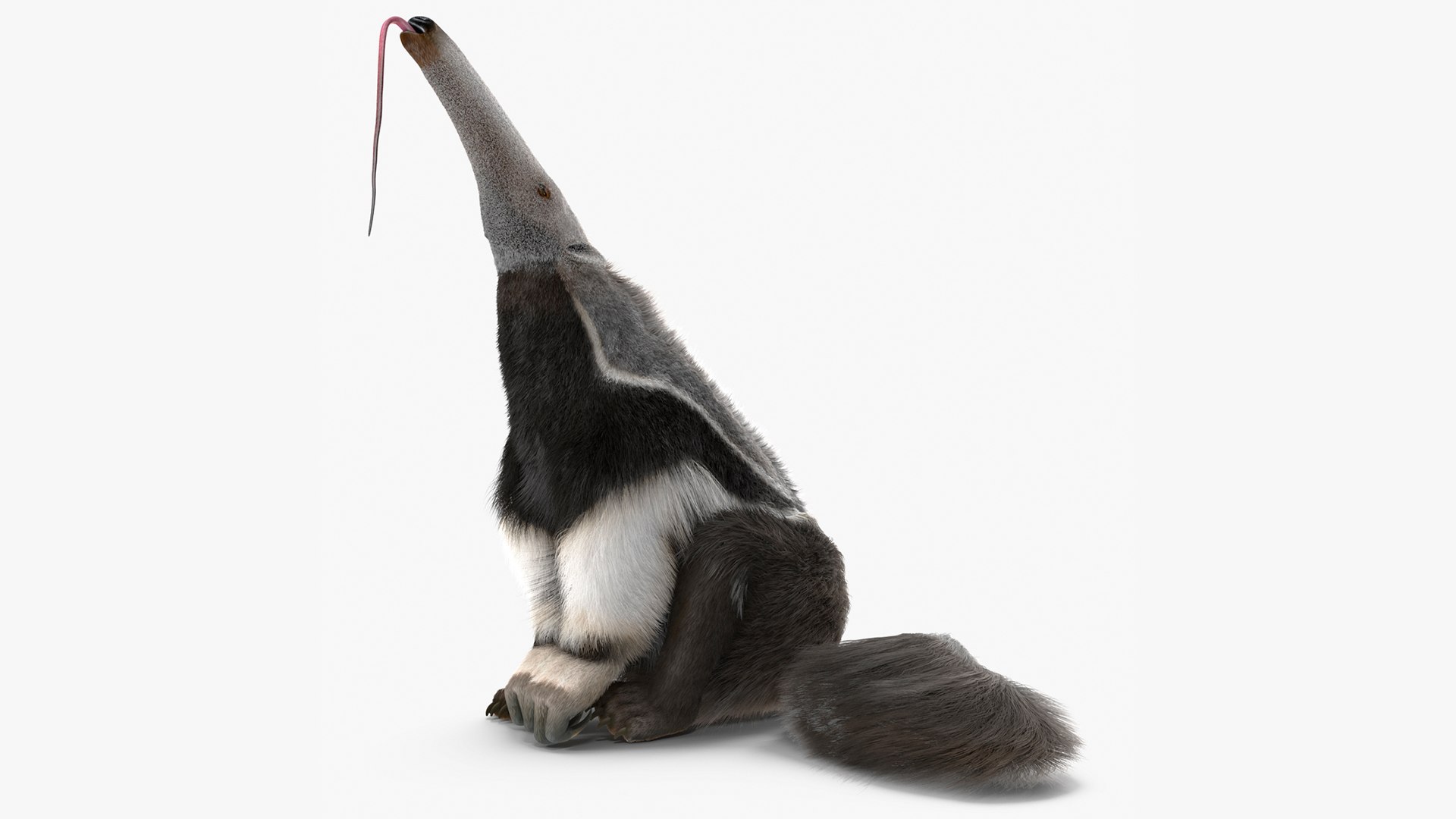 Pêlo de pose de tamanduá sentado Modelo 3D - TurboSquid 1839224