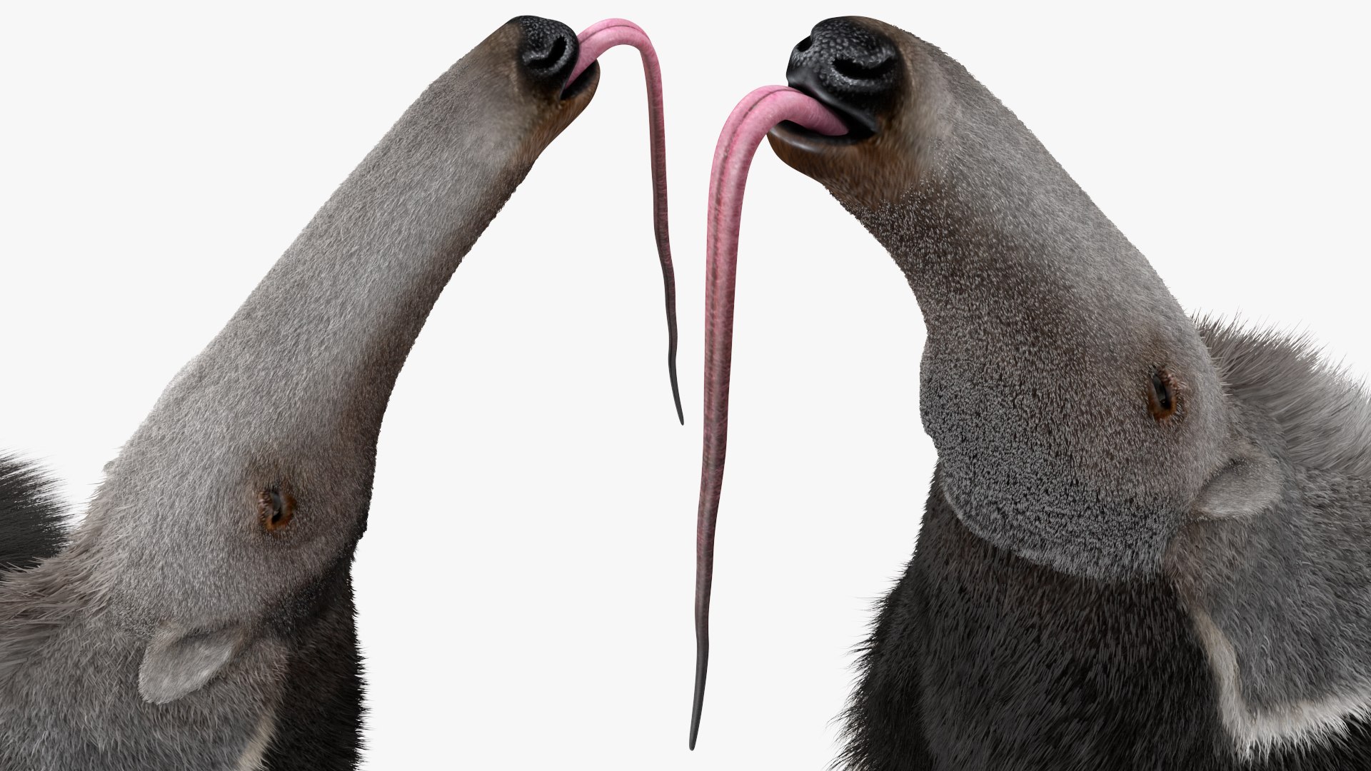 3D Anteater Sitting Pose Fur - TurboSquid 1839224