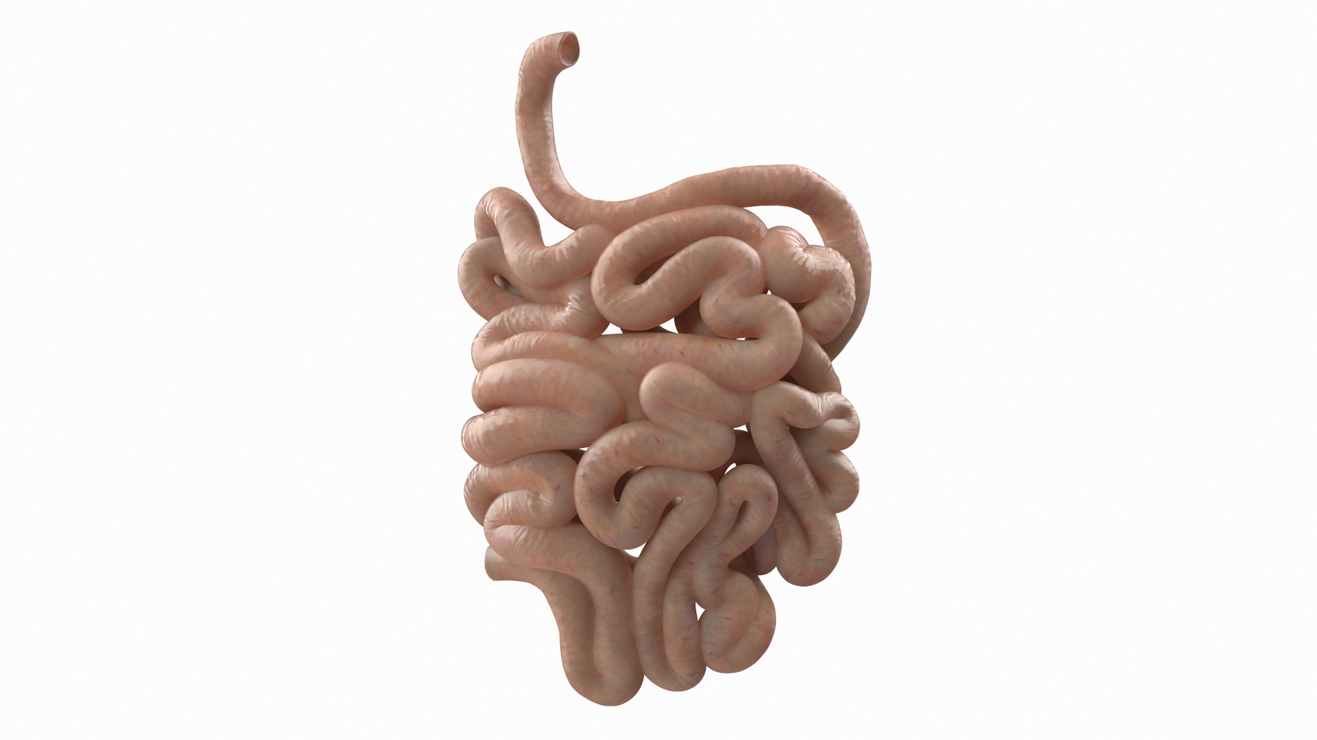 3D Model Human Small Intestine - TurboSquid 1459201