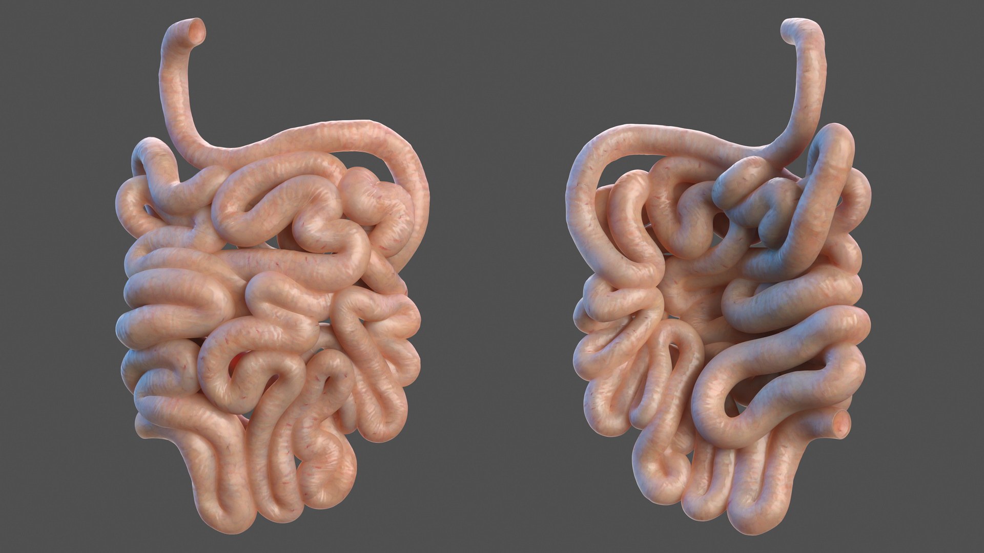 3D Model Human Small Intestine - TurboSquid 1459201
