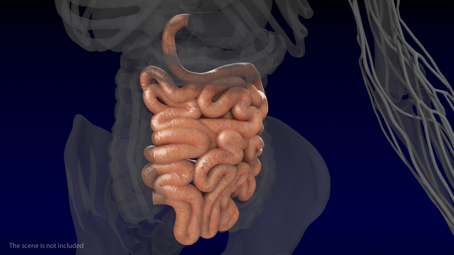 3D Model Human Small Intestine - TurboSquid 1459201
