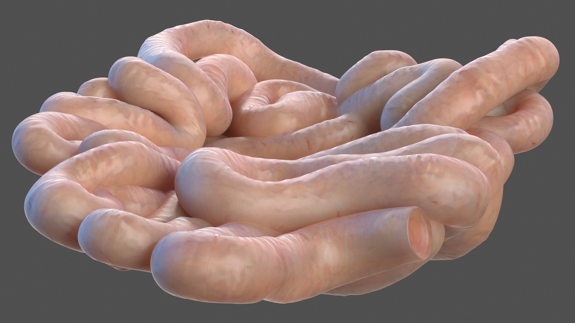 3D Model Human Small Intestine - TurboSquid 1459201