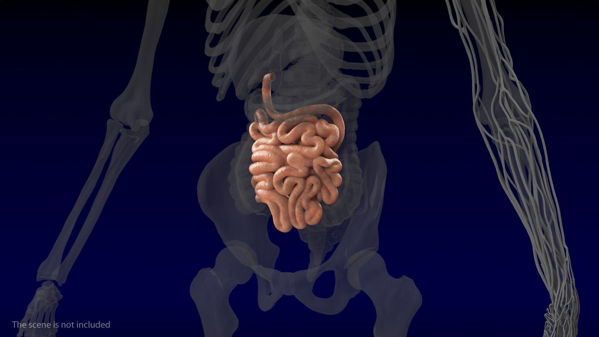 3D Model Human Small Intestine - TurboSquid 1459201