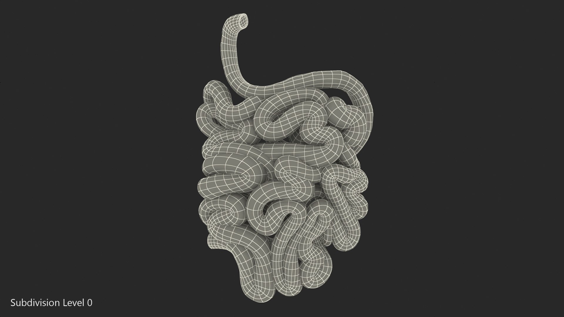 3D Model Human Small Intestine - TurboSquid 1459201